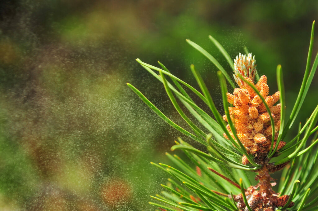 Pine Tree Pollen Season: Effects & Allergy Relief | Southwest Allergy ...